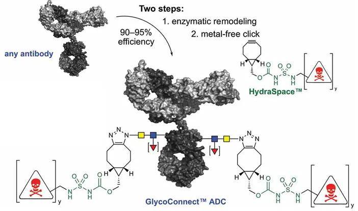 【皓元·技术】一文剖析：探索糖基化在药物偶联中的优势_抗体_定点_Endo-SH