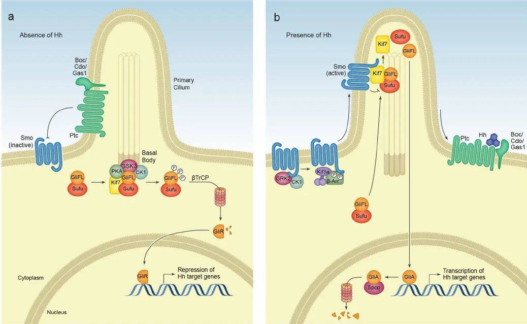 深入解读‘刺猬’信号Hedgehog通路的调控机制_蛋白_Shh_Smo