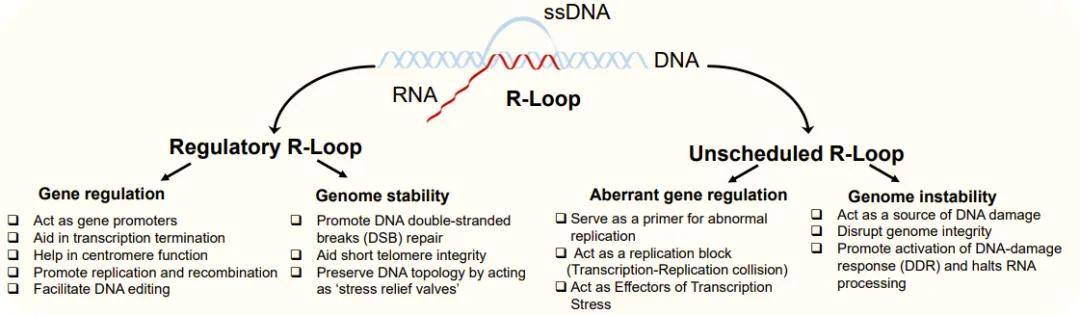 新应用 │ 国自然新热点：R-loop CUT&Tag实验指南_阴性_RNase_抗体