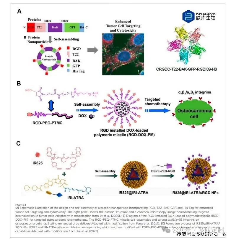 基于RGD的自组装纳米药物改善肿瘤治疗_癌症_稳定性_环状