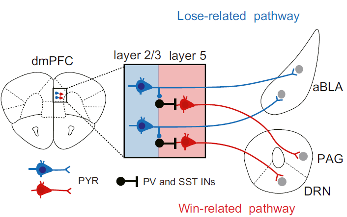 Cell子刊：解构小鼠社会等级的神经回路_dmPFC_竞争_投射