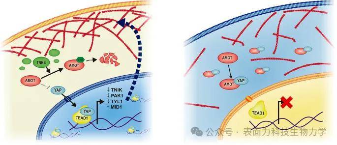 YAP-TEAD 1对细胞骨架动力学和细胞内张力的控制指导人多能干细胞中胚层特化_雅普_调节_机械