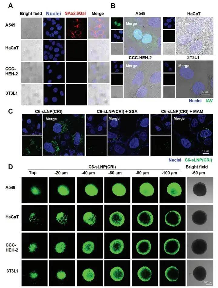 Adv Sci | 效果远超奥司他韦！中国农大开发SCSD增强CRISPR/Cas13d抗流感病毒疗效_crRNAs_细胞_研究
