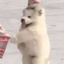 26Fall提前批！港大、港科大、港中文计算机MPhil、PhD项目全面启动_博士_研究生_港币