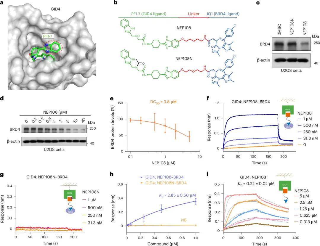 中国科学家Nature子刊：PROTAC“迎来”全新E3连接酶_开发_分子_诱导