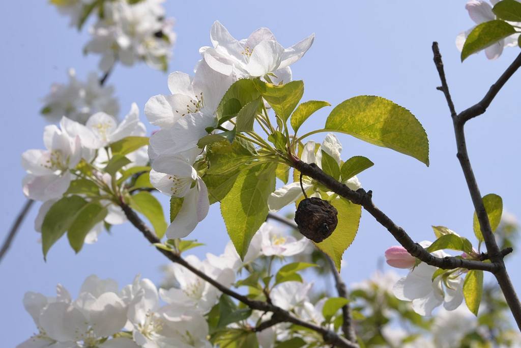我见到的山东本土植物和园林栽培植物（1035）八棱海棠_柔毛_椭圆形_果棱