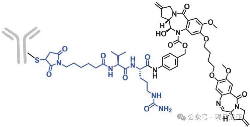 ADC二肽 Linker的进化史_裂解_组织_癌细胞