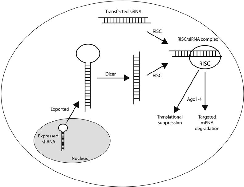 shRNA设计步骤及注意事项_-puro_序列_基因