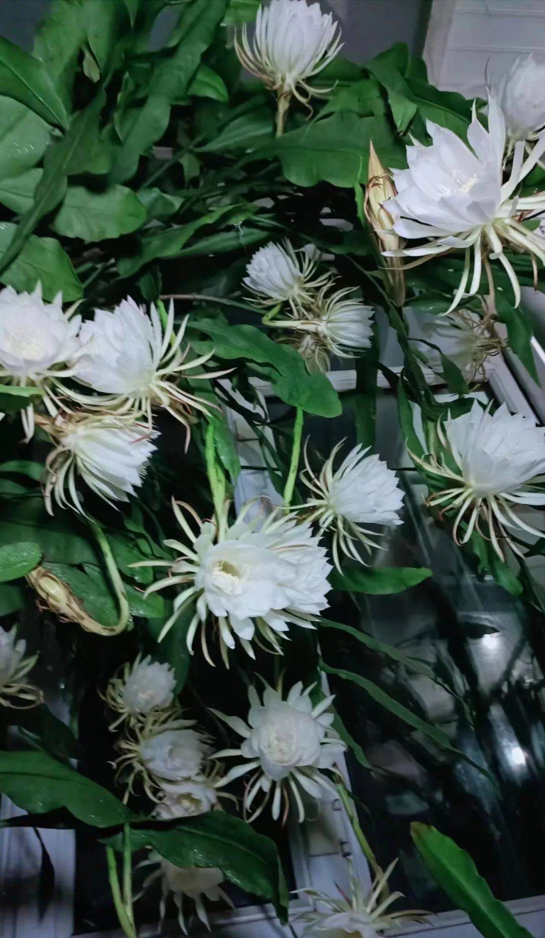 昙花一现变成年年有约 伊宁一市民家开了28朵昙花_萧春艳_花朵_小时