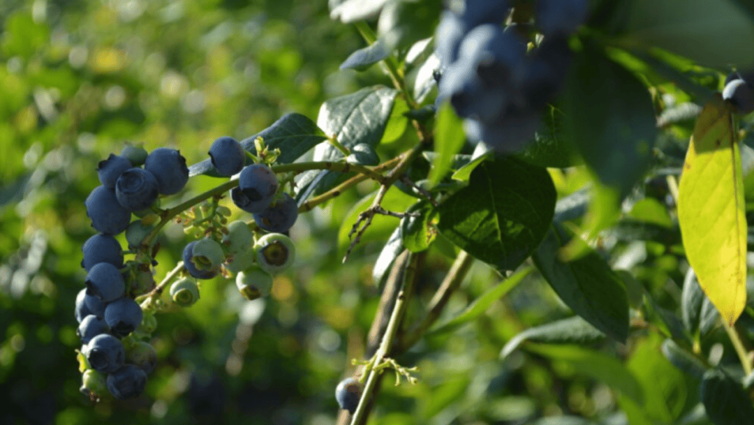 New Jersey Rutger's new blueberry variety enters its final phase_Center ...