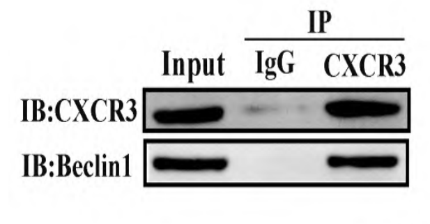 【文献读图】一文读懂Co-IP！（附详细案例）_蛋白_结果_抗体