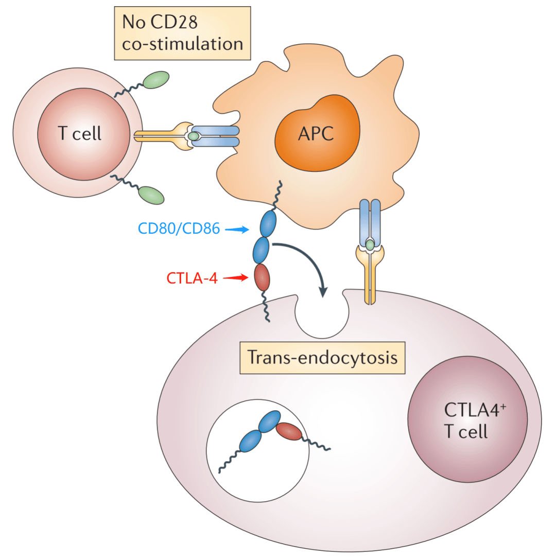 一半CTLA-4的CAR-T_Nat_细胞_Immunol