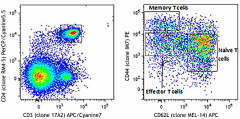 CD44low CD62L-这个细胞群是效应T细胞，还是效应记忆T细胞Tem_Teff_功能_检测