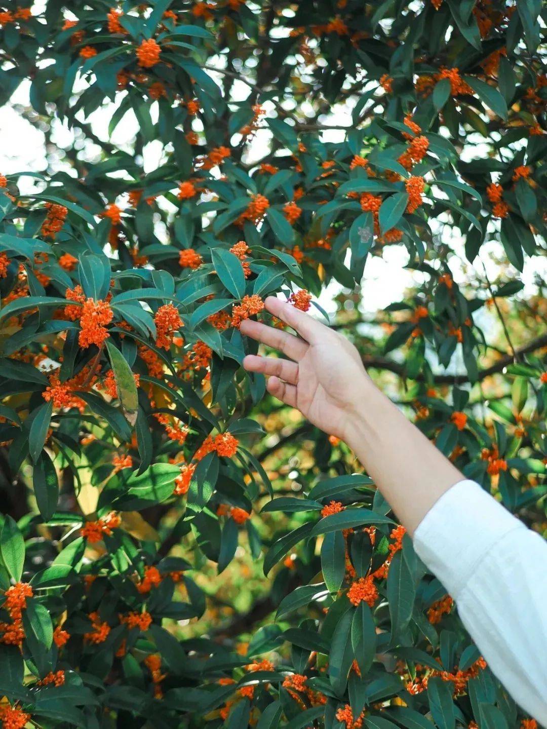 收藏限定香味！这个秋天，请把我丢在咸宁→_桂花_咸安区_桂香