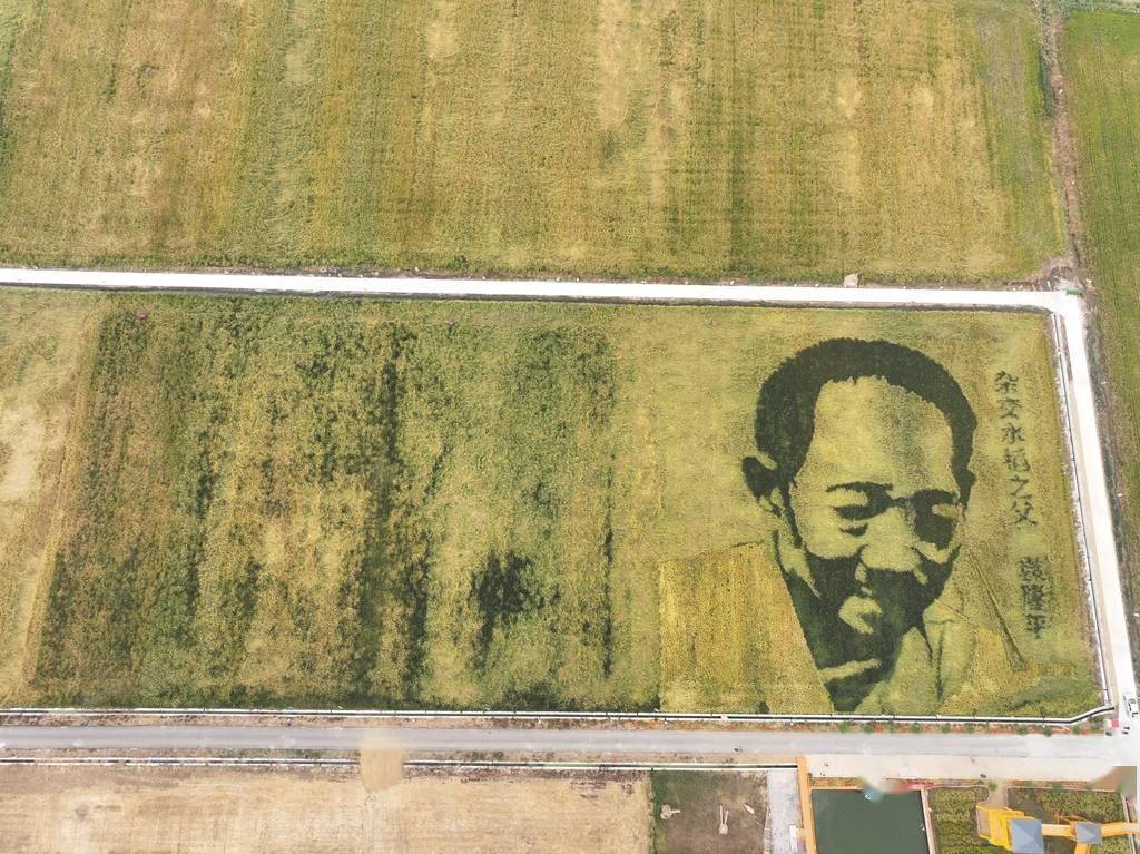 山东临沂：袁隆平稻田画秋意浓 水稻试验田丰收在望_视觉_图片_来源