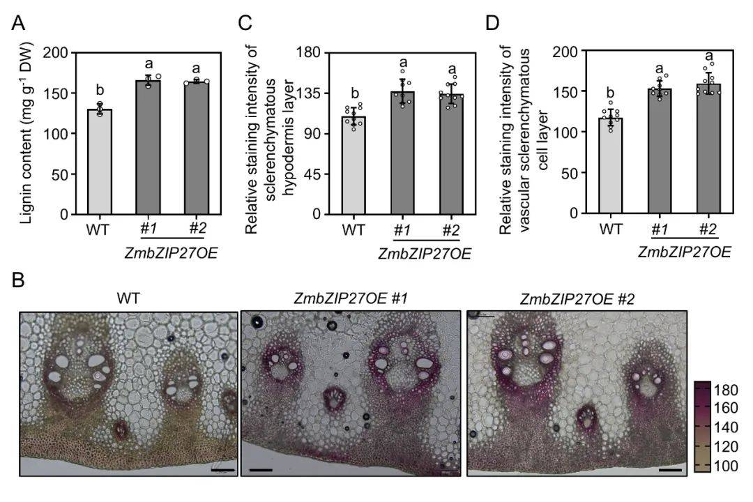 中国农科院作科所揭示ZmbZIP27调控氮素介导的玉米叶夹角_基因_研究_部位