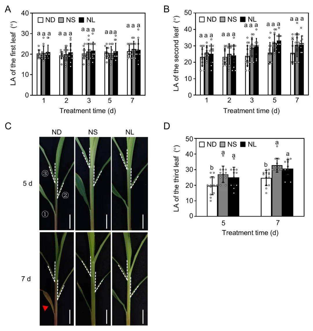 中国农科院作科所揭示ZmbZIP27调控氮素介导的玉米叶夹角_基因_研究_部位