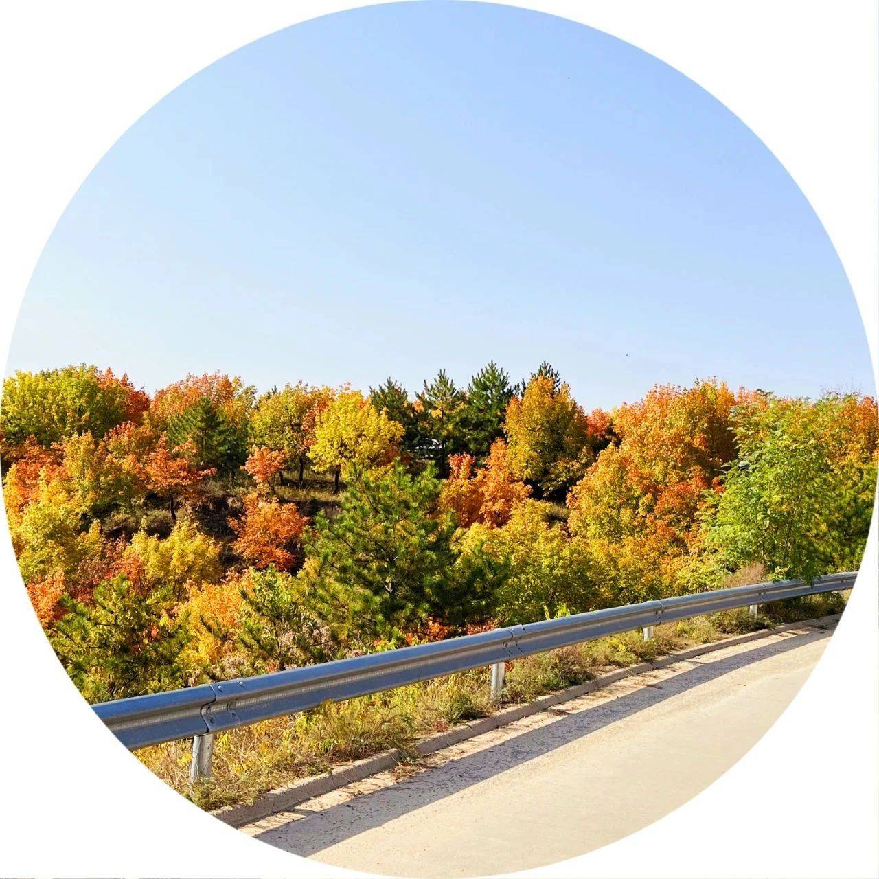 解锁神木秘境！2000亩枫叶林进入观赏期！每一帧都是醉美秋色~_大庄_出发_复叶