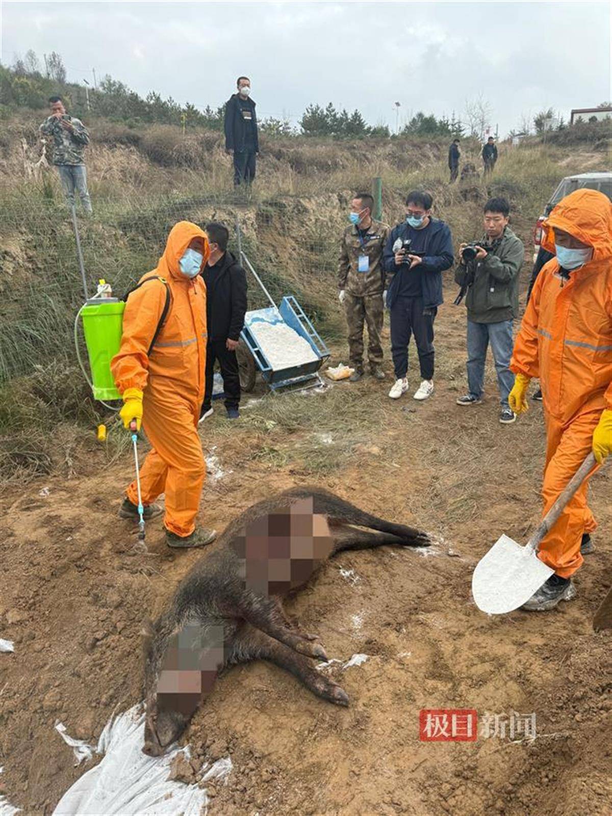 宁夏西吉集中猎捕行动开始！17日深夜抓获第一头野猪，有260多斤_金勇_林草_老乡