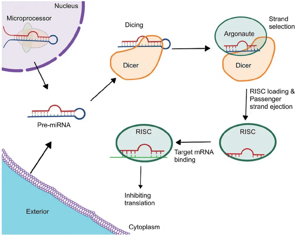 RNA治疗学：最新进展和未来潜力_药物_miRNA_siRNAs