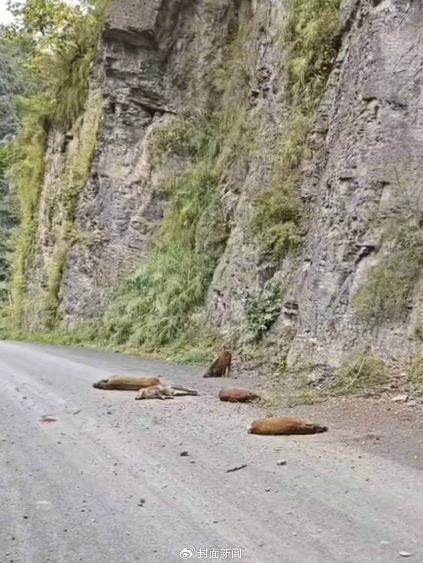 云南“6头野猪从天而降”？实为被猎捕时跳崖 对话野猪“赏金猎人”_永善县_猎狗_种群
