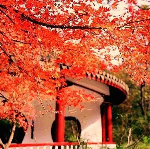 【山水赏秋自组团】12月1日南京栖霞山赏秋纯玩一日游138元/人_景区_银杏_红叶