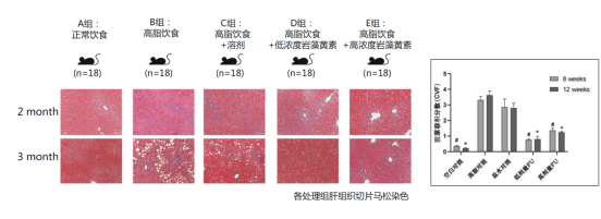 轻度脂肪肝不“轻”，GRANVER吉利肝重启肝脏活力_FucoRuby_成分_黄素