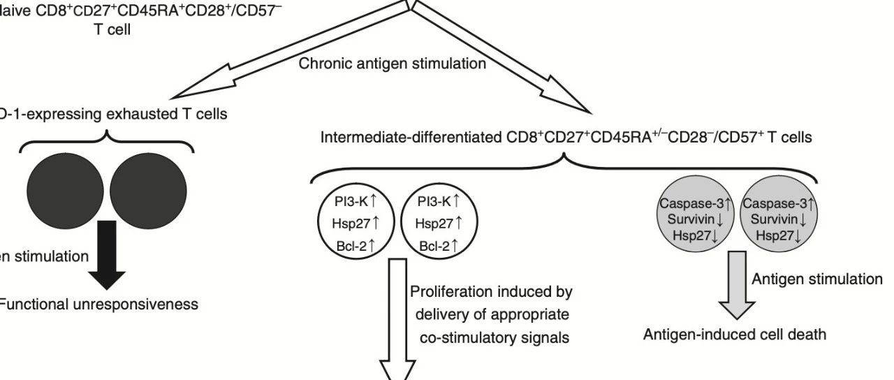 CD8+CD28-和CD8+CD57+细胞在健康与疾病中的作用_免疫_功能_增殖