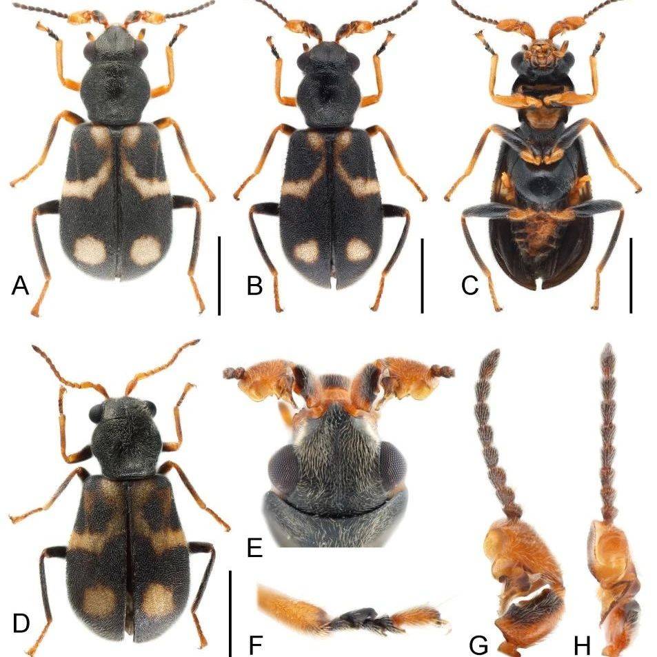 福建省红树林区域发现拟花萤新记录属种_Intybia_中国_特征