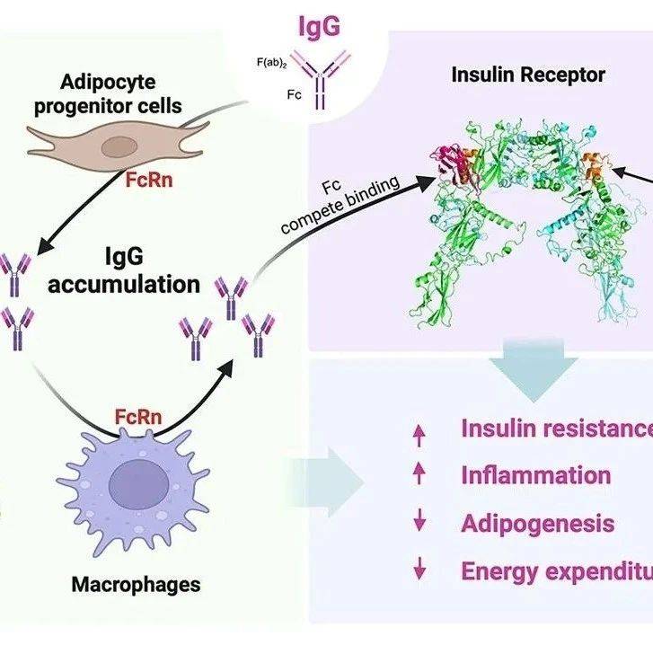 Cell子刊：北京大学强力/汪丽恒团队揭示肥胖中IgG积累驱动胰岛素抵抗和慢性炎症_代谢_研究_功能