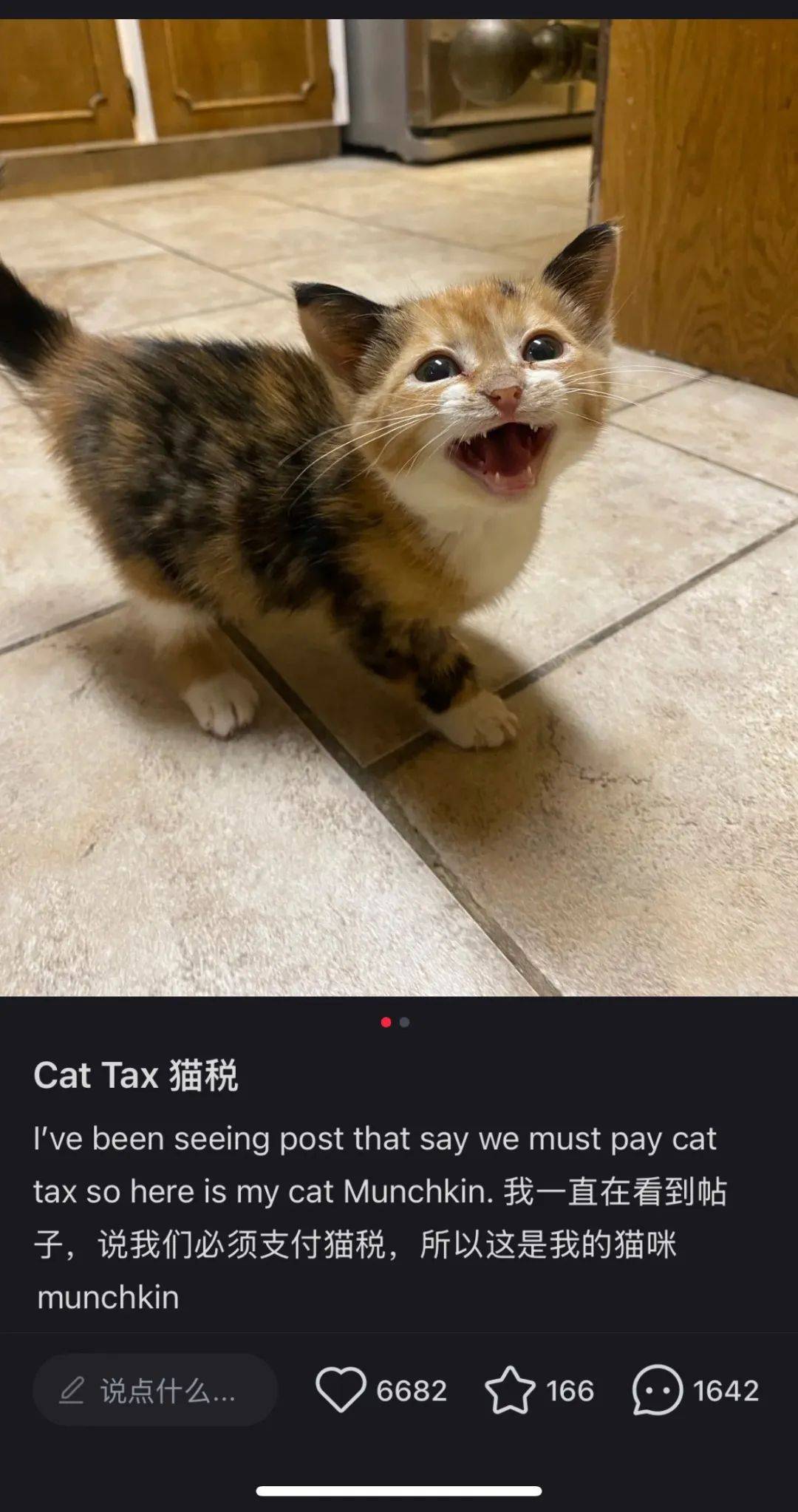 最近火起来的“cat tax”是什么梗？_传播_the_cool