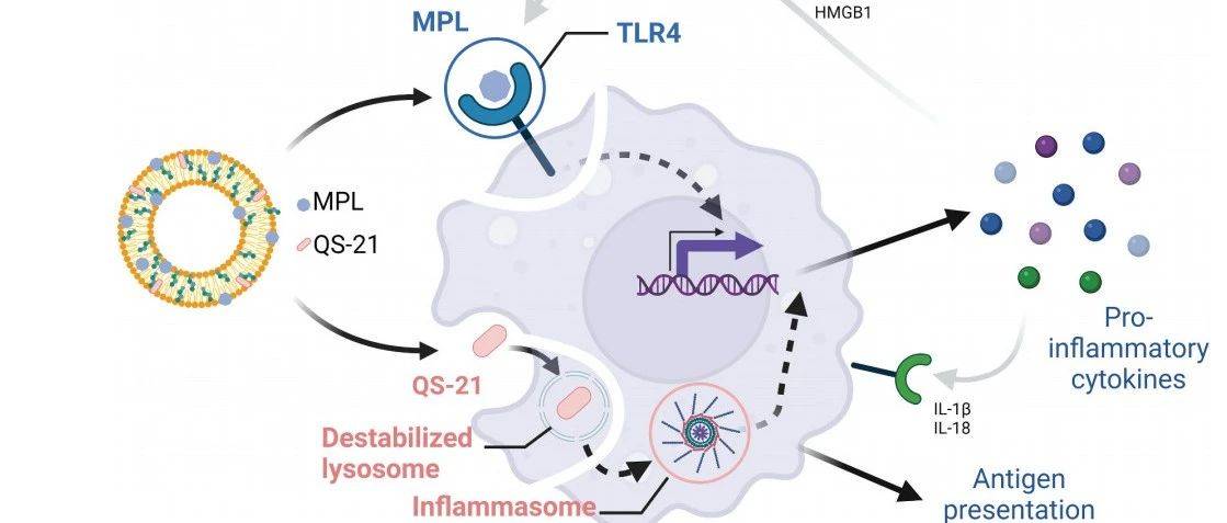 AS01佐剂系统：从作用机制到有效疫苗_反应_炎症_安全性