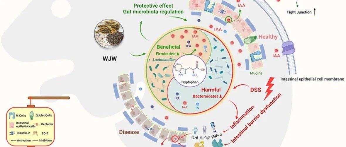 【APSB论文】经典名方戊己丸通过靶向调控肠道菌群代谢激活AhR信号通路展现干预治疗结肠炎的成药性潜力_研究_Panwala_生物