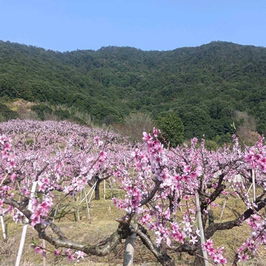 蜕变开始：smas筋膜悬吊术，筋膜悬吊术后3天图片_面部轮廓_皮肤_手术