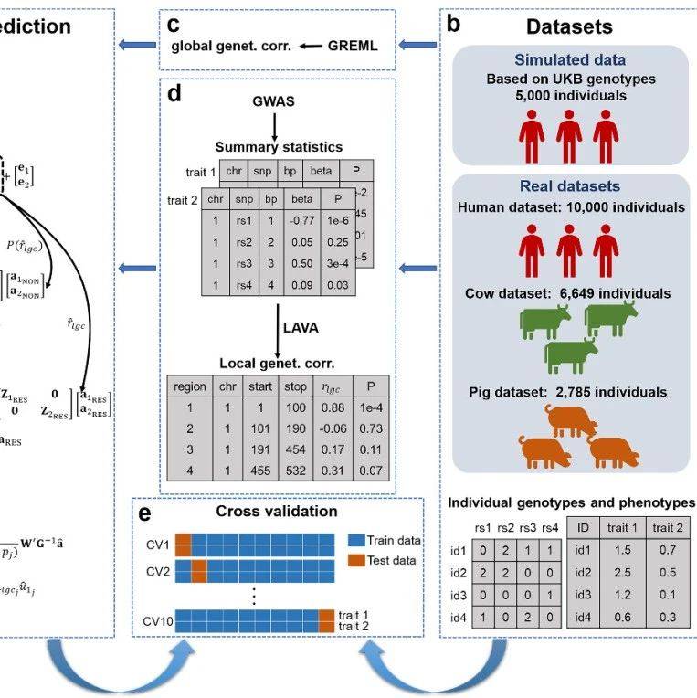 科研进展 | 山东农大动物科技学院张勤教授团队提出整合局部遗传相关信息的多性状基因组预测方法_研究_LGC-model-