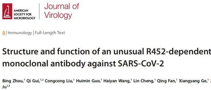 J Virol | 张政/鞠斌团队揭示一株R452位点特异性新冠病毒中和抗体的结构与功能_变异_Delta_研究