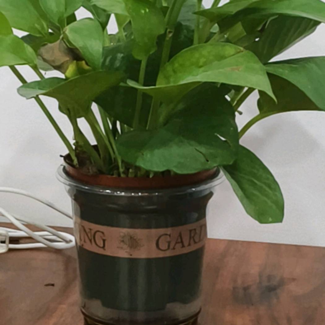 Rectangle Pro for Mac v3.51 窗口布局增强 运行窗口管理工具_操作_用户_支持