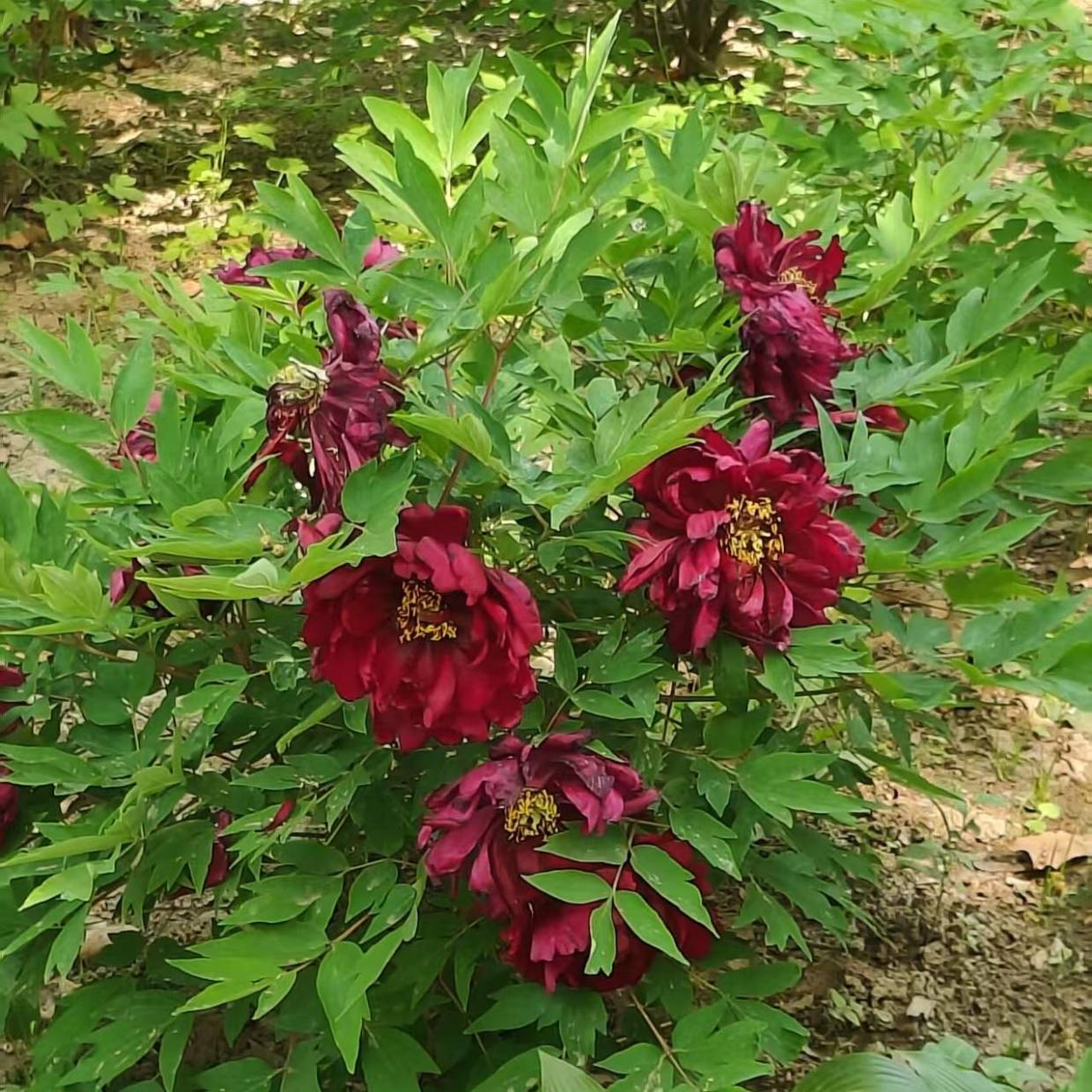 Python+Vue 全栈开发BI数据可视化项目_PySpark_Webpack_FastAPI