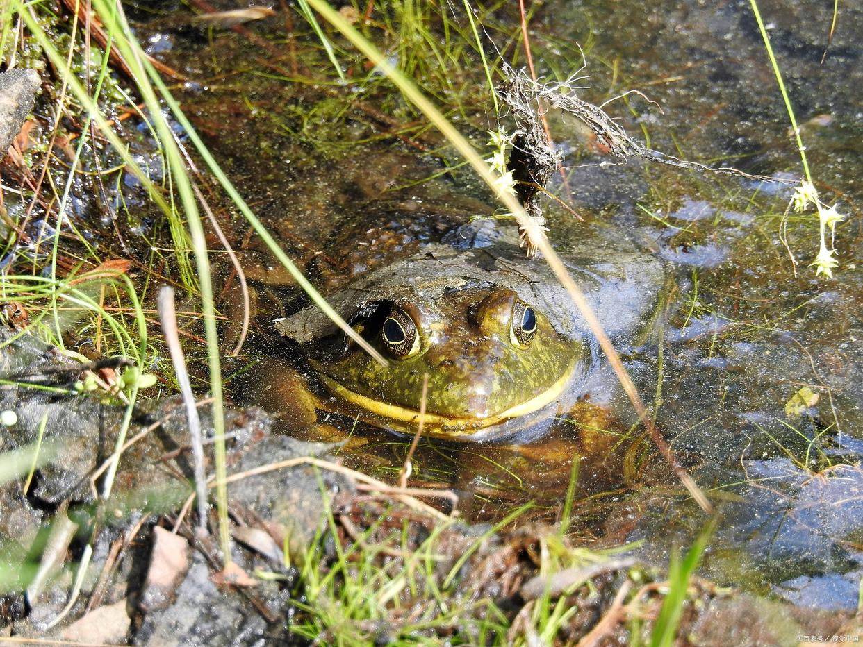 多方回应有人疑放生美国牛蛙，这可不是小事，或涉嫌违法_物种_生态_公园