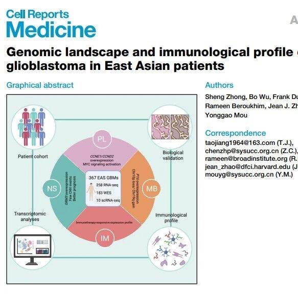 【中国声音】Cell Rep Med.｜东亚人群胶质母细胞瘤分子分型出炉，免疫治疗响应人群首获鉴定_亚型_研究