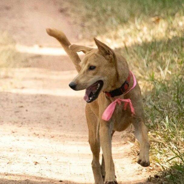 yellow dog 是黄狗的意思吗？错了！它的真实含义超扎心_he_told_小人