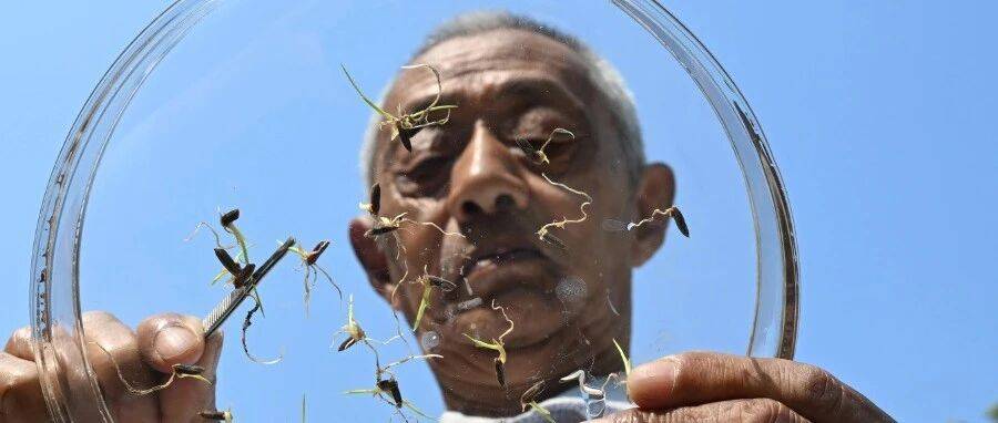 一拍即合 | 新大众文艺中的摄影 365/10_浩口原种场_张友_水稻